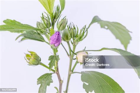 白い背景にハイビスカスの花の花が咲き成長する写真リリウムの咲く花ハイビスカスのつぼみ おしべのストックフォトや画像を多数ご用意 おしべ