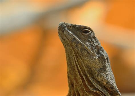 Reptilium Landau Udo Ritke Voigtländer Apo Lanthar mm f Udo Ritke Flickr