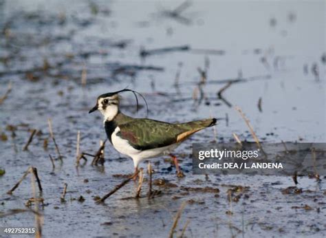 Peewit Photos And Premium High Res Pictures Getty Images