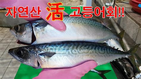 자연산 활 고등어회를 즐겨보자~ Youtube