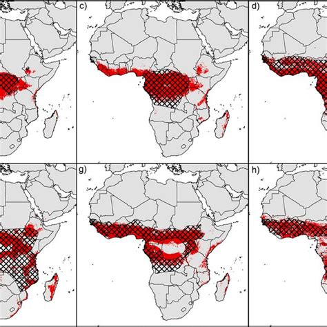 Binary Modelling Results Of The Nine Bat Species Red And Current