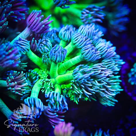 Pastel Lash Rainbow Goni Signature Frags