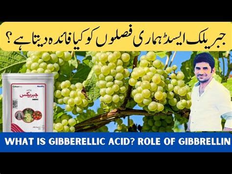 What Is Gibberellic Acid Gibberellic Acid Ke Fayde Role Of