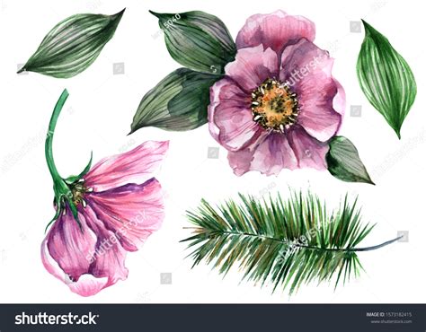 Watercolor Raspberry Flower Over 2842 Royalty Free Licensable Stock