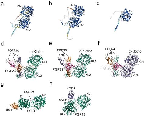 Frontiers New Insights Into The Role Of Klotho In Inflammation And