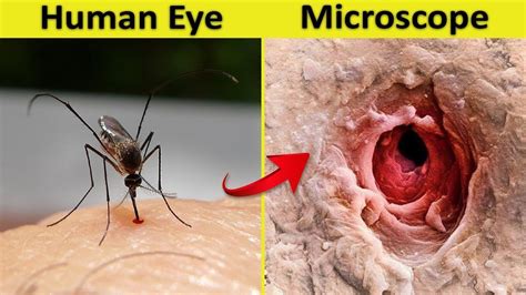 Things You Can See Only Under Microscope In Urdu Hindi Youtube