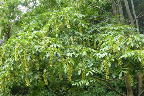Cyclocarya Paliurus Trees And Shrubs Online