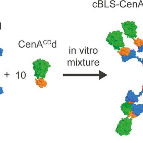 Theoretical Model Of Polymeric Nanoparticles Produced By The High