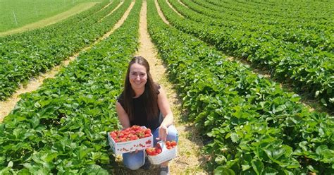Spät Aber Doch Sind Tirols Erdbeeren Reif Tiroler Tageszeitung