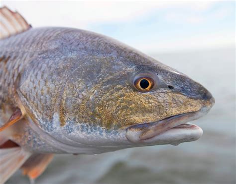 Redfish 101 Tips And Techniques For Inshore Fishing