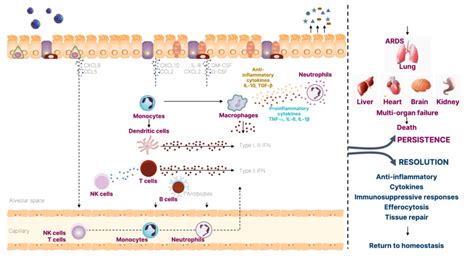 Host Inflammatory Response In Viral Lower Respiratory Tract Infections Friend Or Foe