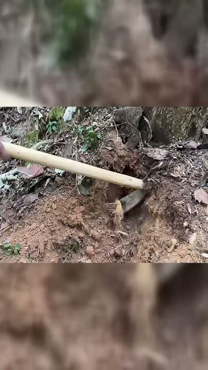 和老表挖冬笋遇到拉高，缘分不容错过，半个小时搞定 挖冬笋 憨憨老表 户外 打野 野外生存农村生活 农忙 农村日常海派高手