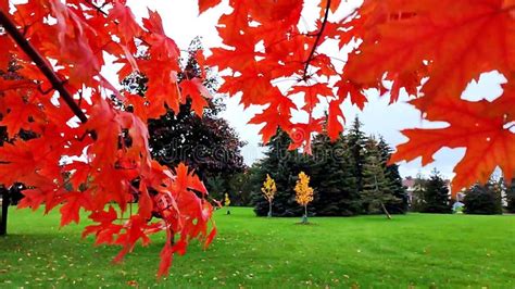 Background Of Red Maple Leaves Blowing In The Wind In Autumn Stock