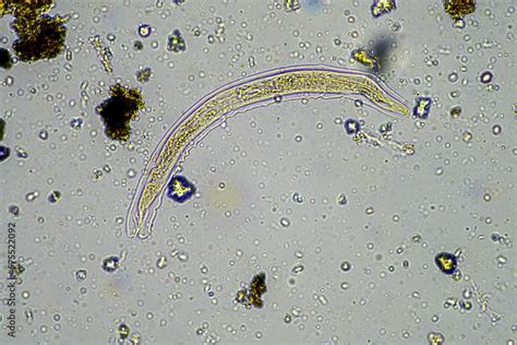Poster Soil Microorganisms Including Nematode Microarthropods Micro