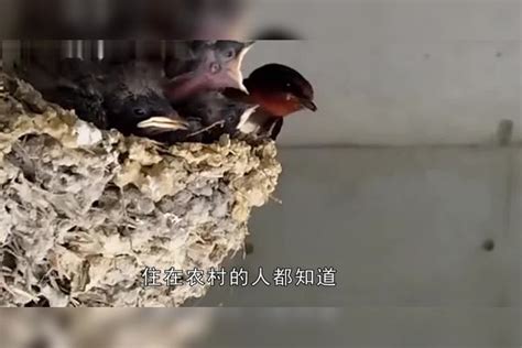 燕子喜欢在富贵人家里筑巢？难道它们会看风水，这是真的吗？风水燕子人家