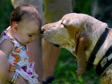 Chi Siamo Forza Rescue Dog