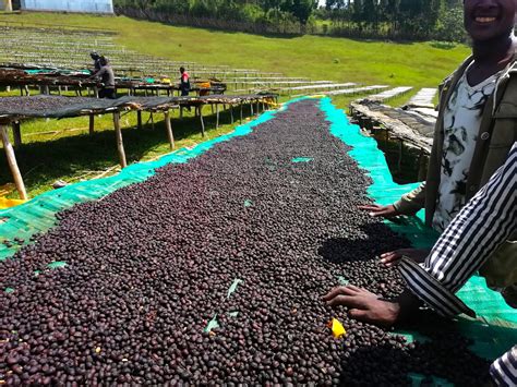 Ethiopia Yirgacheffe 4 Natural Gelana Abaya 32049 1 Eta Mar 25 2024 Dupuyhou Royal Coffee