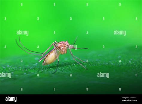 Pregnant Mosquitoes Live On Leaves Of Wild Plants In North China Stock