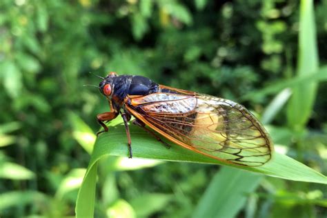 How This Zombie Fungus Turns Cicadas Into Horror Movie Sex Bots