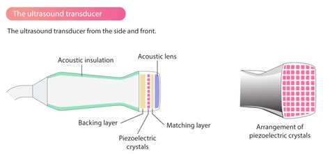 The Ultrasound Transducer The Cardiovascular