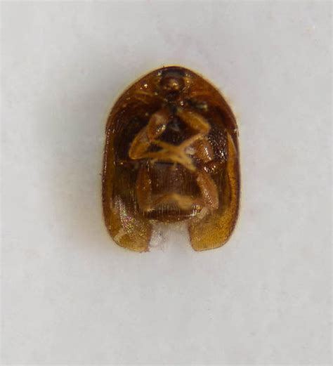Corylophid Sericoderus BugGuide Net