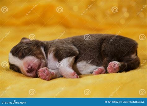 Newborn Australian Shepherd Puppy Is Lying On Warm Yellow Soft Blanket