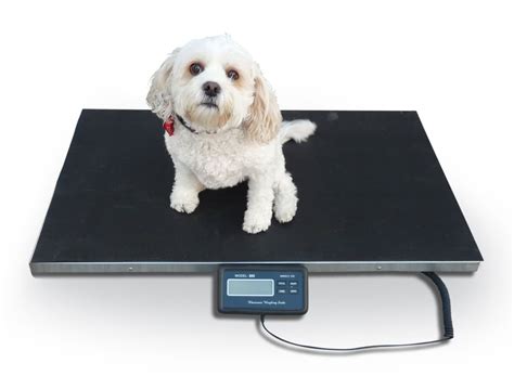 Exploring The Essential Role Of Veterinary Scales In Animal Care