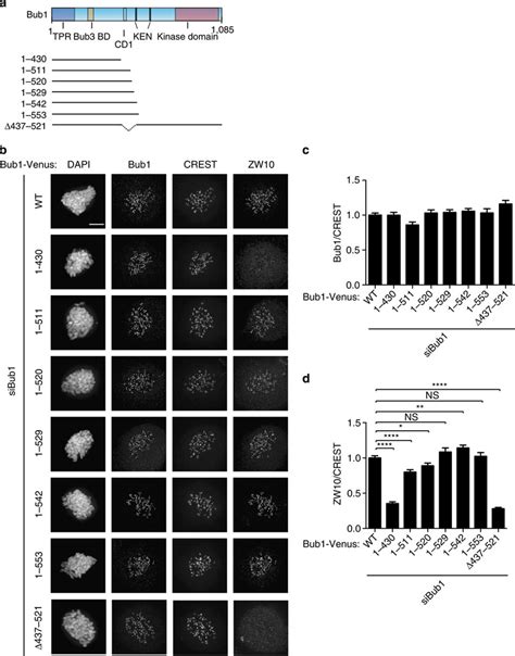 A Region Encompassing Cd1 In Bub1 Is Required For Rzz Localization A