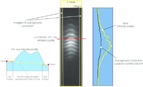 Left I Th Row Intensity Profile With Lane Margins For Background