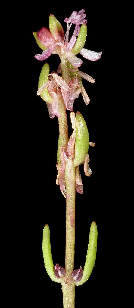 Myriophyllum Tillaeoides Krt3959 Kevin Thiele Flickr