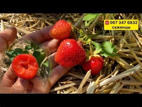 Как показали себя новые сорта клубники//Купить саженцы клубники Хитрук ...