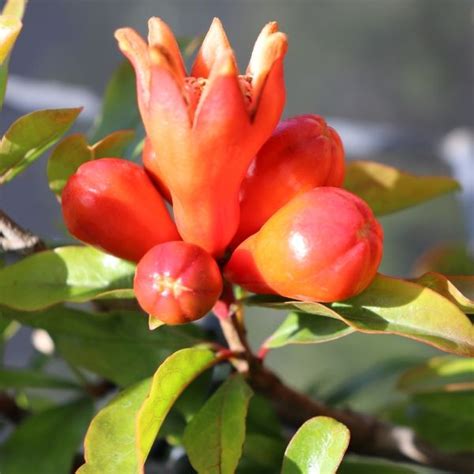 Punica Granatum Wonderful Pomegranate Warners Nurseries