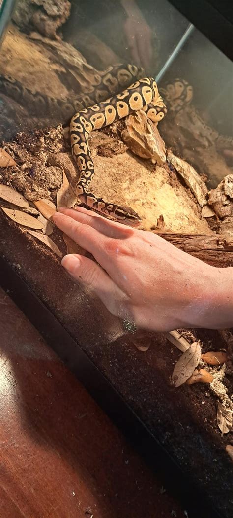 Just Got My First Ball Python Boo She Named Herself Rreptiles