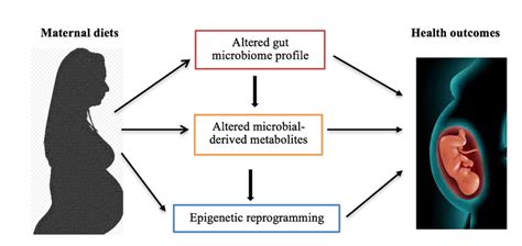 Maternal Diets Influence Microbiome Metabolomics Epigenetics Interplay