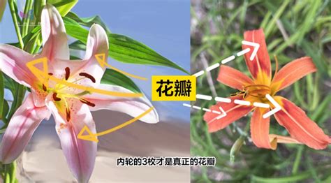 中国的 母亲花”原来不是康乃馨，而是它！ 知乎