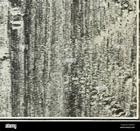 Wood Defect High Resolution Stock Photography And Images Alamy
