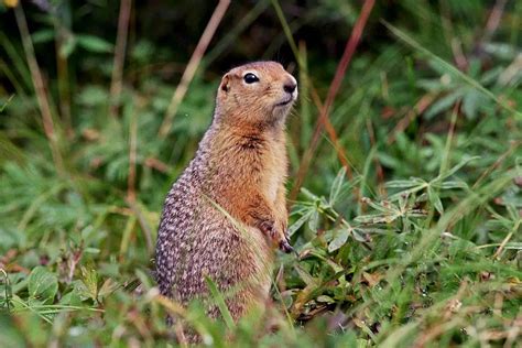 The Enigmatic Tufted Ground Squirrel Borneos Bushy Tailed Wonder