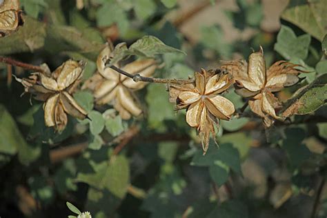 Pure Cellulose Background Images Hd Pictures And Wallpaper For Free Download Pngtree