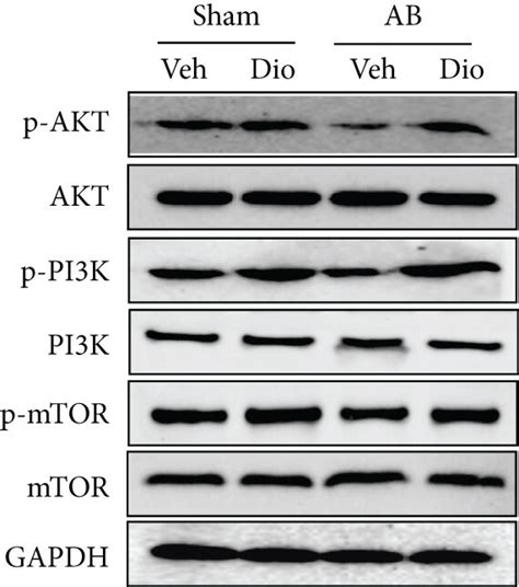 Diosmetin Inhibited Autophagy By Enhancing The PI3K Akt Signaling