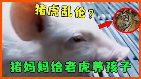 猪虎乱伦！母猪喂养老虎幼崽，老虎给母猪带娃？【小墨记录者】 Youtube