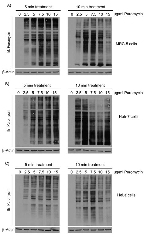 Quantitative Immunofluorescence To Measure Global Localized Translation