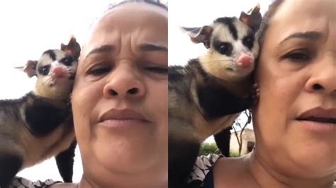 Mulher Fala Sobre Amizade Com Gambá E é Repreendida O Ibama Vai Atrás