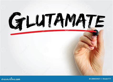 Glutamate Abundant Excitatory Neurotransmitter Released By Nerve Cells In Your Brain Text