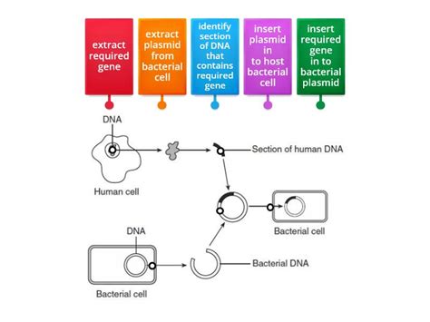 Genetic Engineering Labelled Diagram Diagrama Con Etiquetas