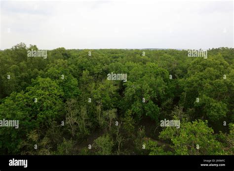 Aerial View Of The Sundarbans A Unesco World Heritage Site And A