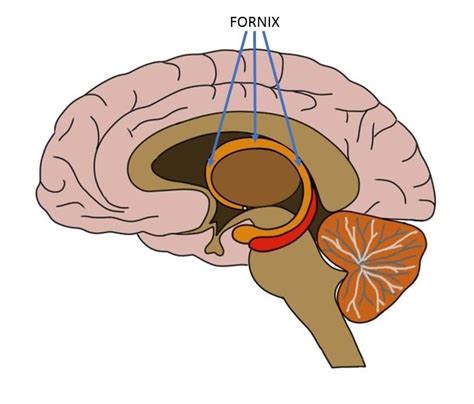 Fornix Tìm Hiểu Ý Nghĩa Cách Sử Dụng Và Ví Dụ Câu