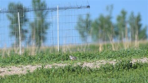 Jwm Nest Cages Boost Piping Plover Survival The Wildlife Society
