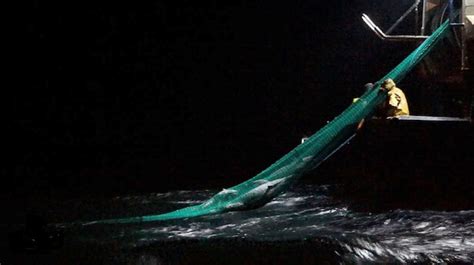 Les dauphins victimes collatérales des filets des pêcheurs français
