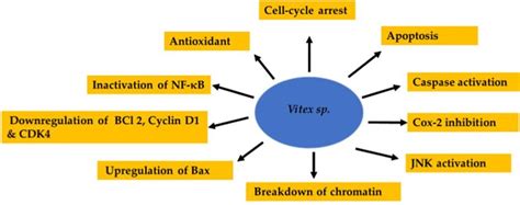 Figure No 2 Schematic Representation Of The Molecular Targets Of Vitex