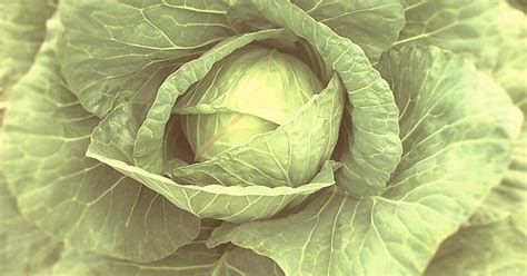 Cabbage Album On Imgur
